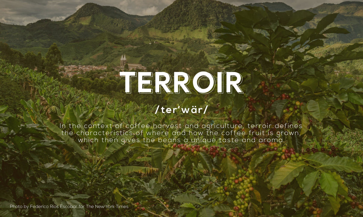 What Is Terroir and How Does It Affect Your Coffee? – ICOSA Brewhouse